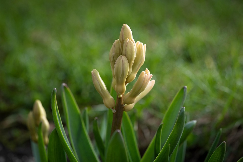 Hyacinth Flower Spring - Free photo on Pixabay