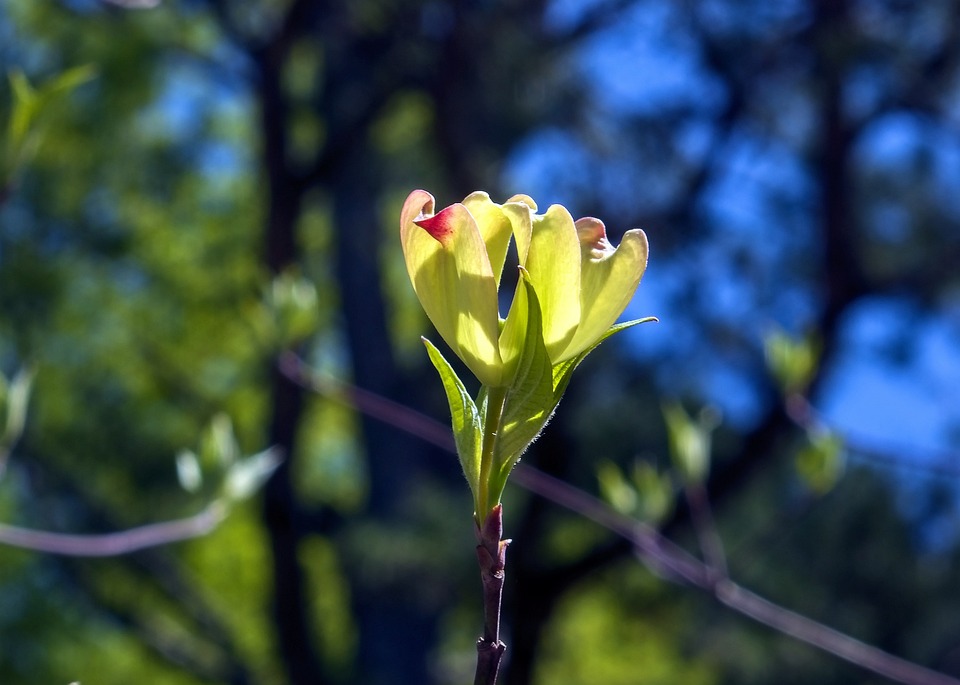 Cornioli In Fiore A Soli Apertura - Foto gratis su Pixabay