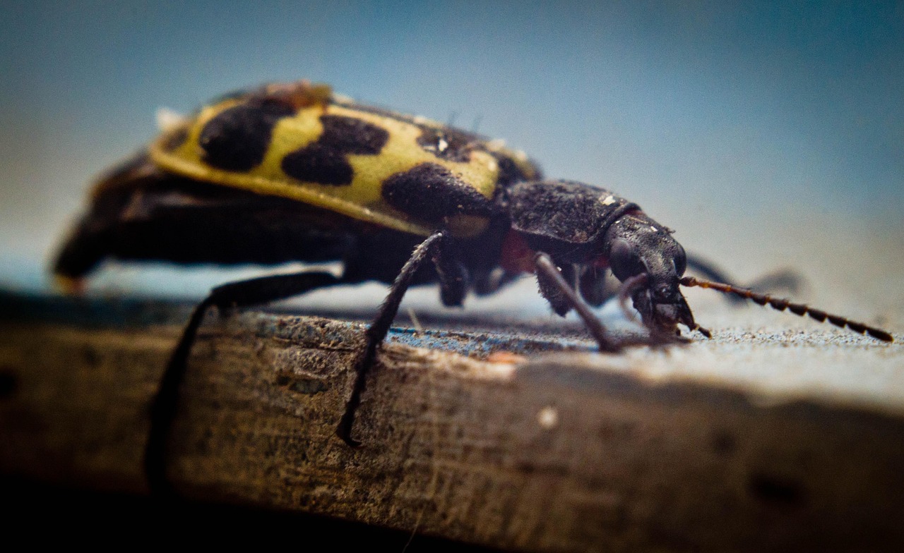 Insecto Macro Naturaleza - Foto gratis en Pixabay - Pixabay