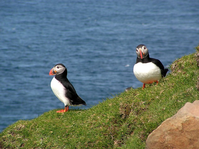 Faroe Islands Puffin Bird - Free photo on Pixabay - Pixabay
