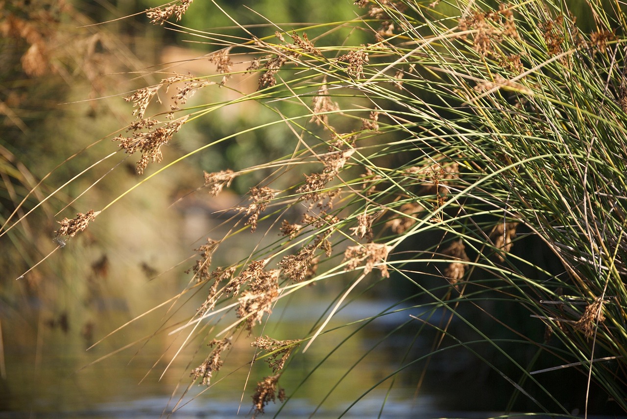 Schilf Gras Natur - Kostenloses Foto auf Pixabay - Pixabay