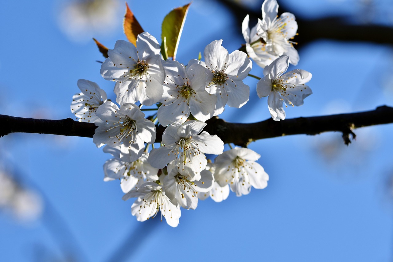 Cereza Ornamental Flores De Cerezo - Foto gratis en Pixabay