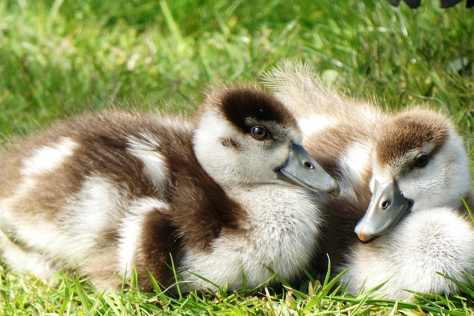 Nile Goose Chicks Geese - Free photo on Pixabay