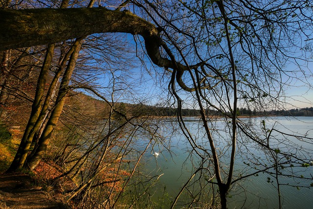 Forêt Le Printemps Sprout - Photo gratuite sur Pixabay