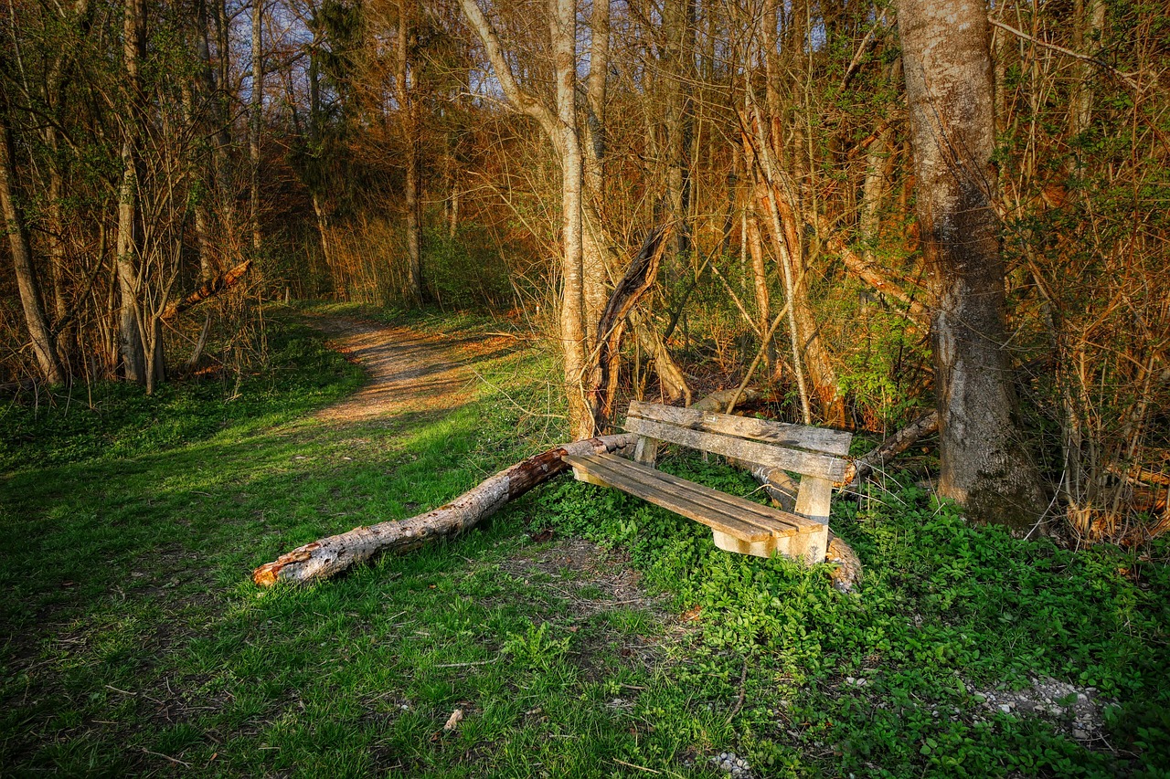 Forêt Le Printemps Sprout - Photo gratuite sur Pixabay - Pixabay