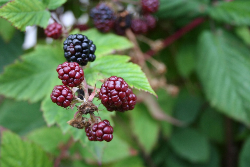 Blackberry Plans Nature - Free photo on Pixabay