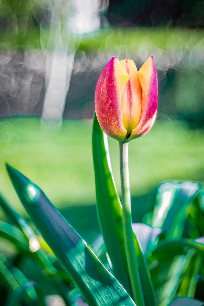 Orange Tulipe Fleur Jardin - Photo gratuite sur Pixabay - Pixabay