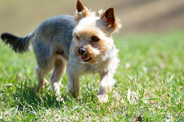 Dog Small Meadow Grass - Free photo on Pixabay - Pixabay