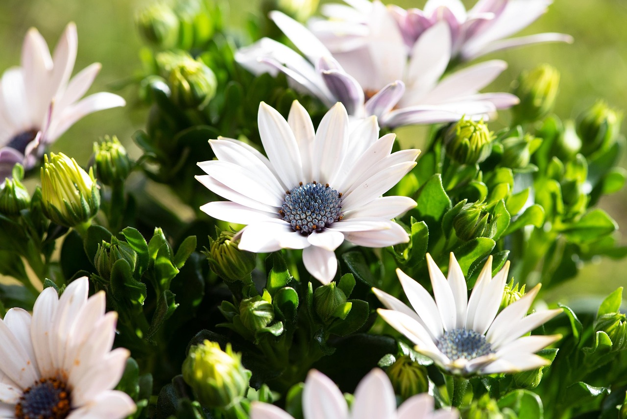 Cape Daisies Flower Blossoms - Free photo on Pixabay - Pixabay