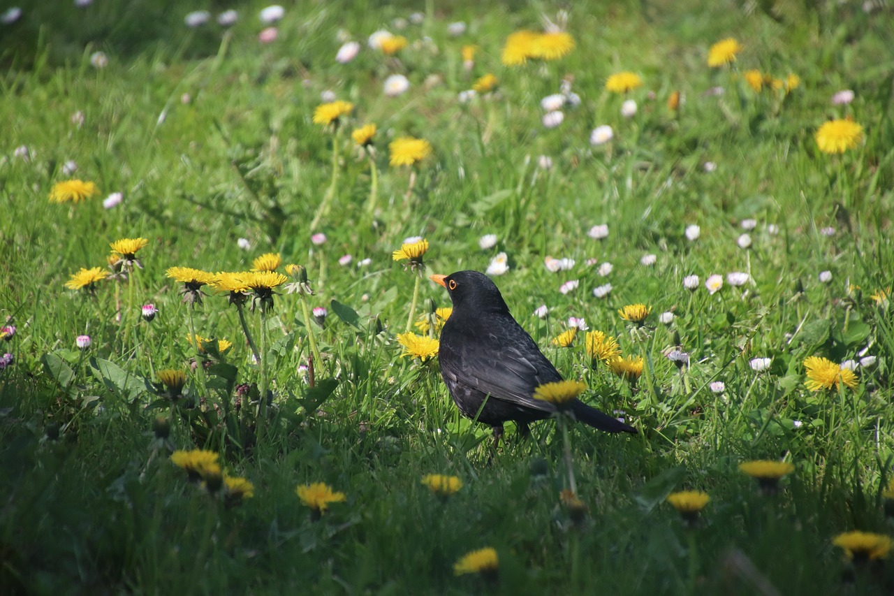 Mirlo Aves Blackbird Dientes De - Foto gratis en Pixabay - Pixabay