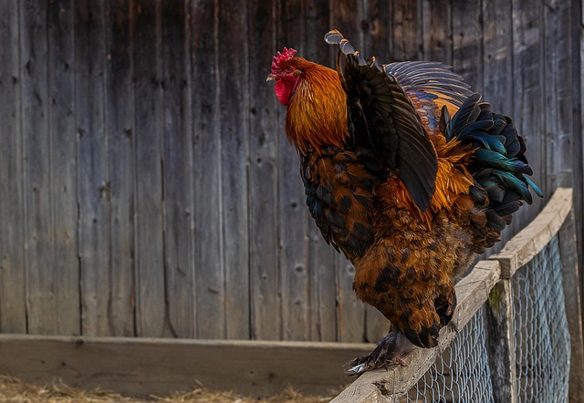 Animal Hahn Bird - Free photo on Pixabay