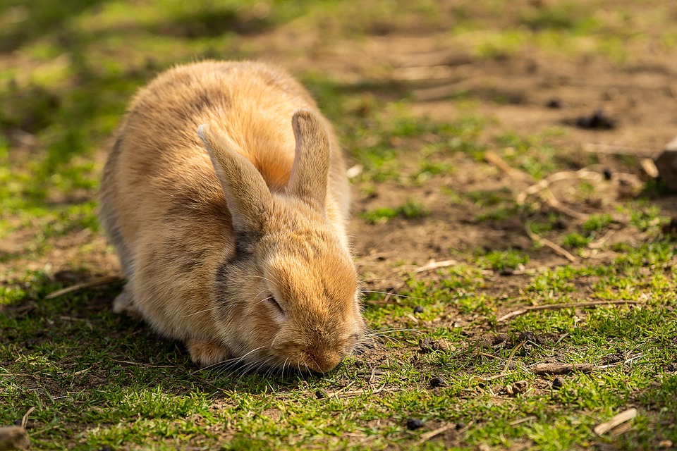 Animal Hare Rabbit - Free photo on Pixabay