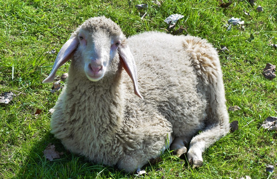 Animal Ovelha Borrego - Foto gratuita no Pixabay - Pixabay