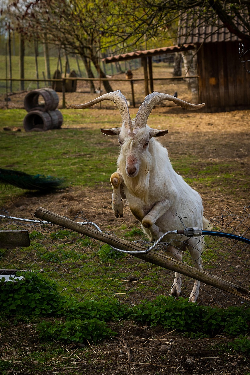 Ungulate Goat