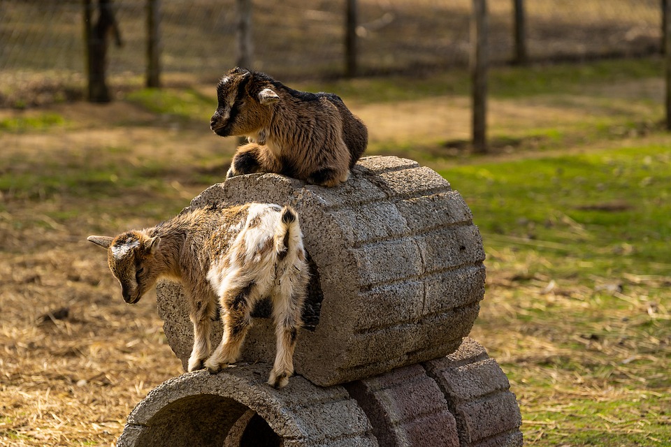 Animal Baby Nature - Free photo on Pixabay