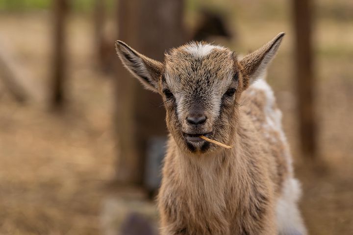 200+ kostenlose Tierbabys und Tier-Bilder - Pixabay