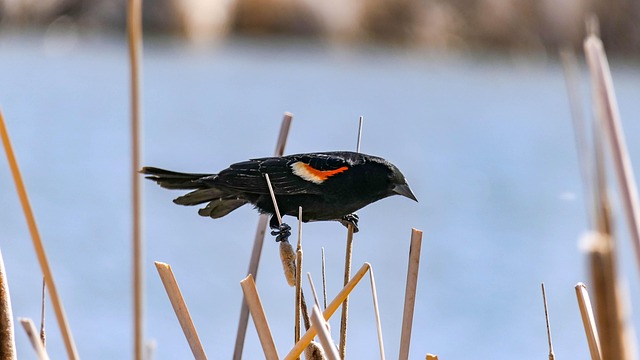 Merle Oiseau Animal - Photo gratuite sur Pixabay - Pixabay