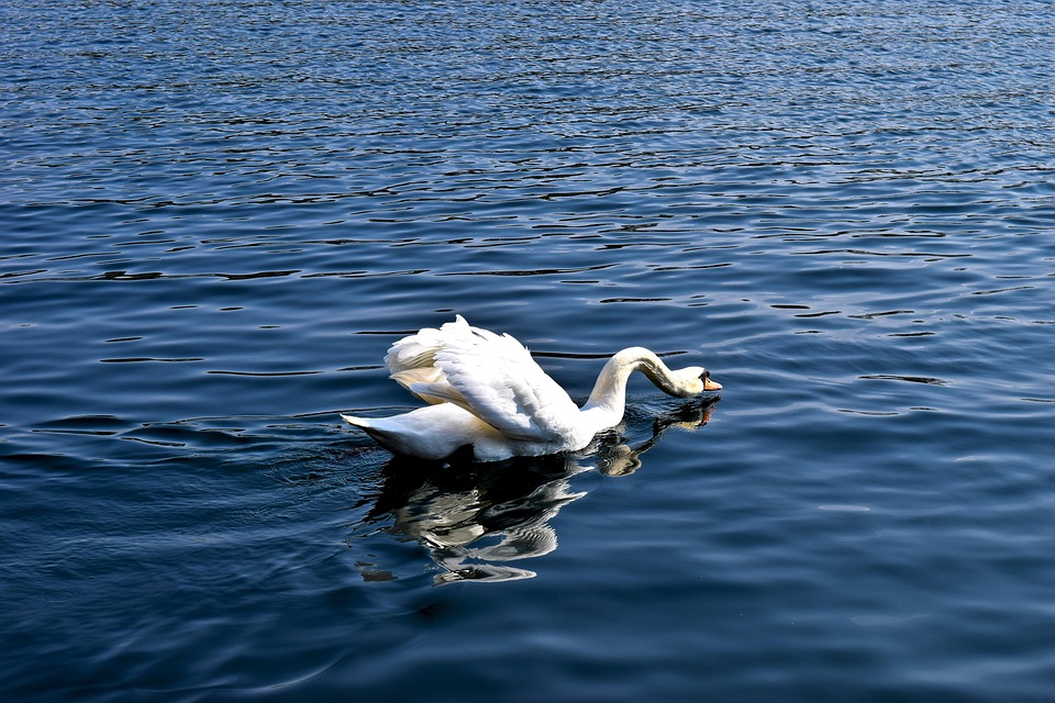 Animal Cisne Agua - Foto gratis en Pixabay - Pixabay