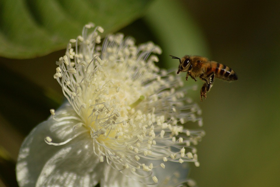 Abeille Pollen Insectes - Photo gratuite sur Pixabay