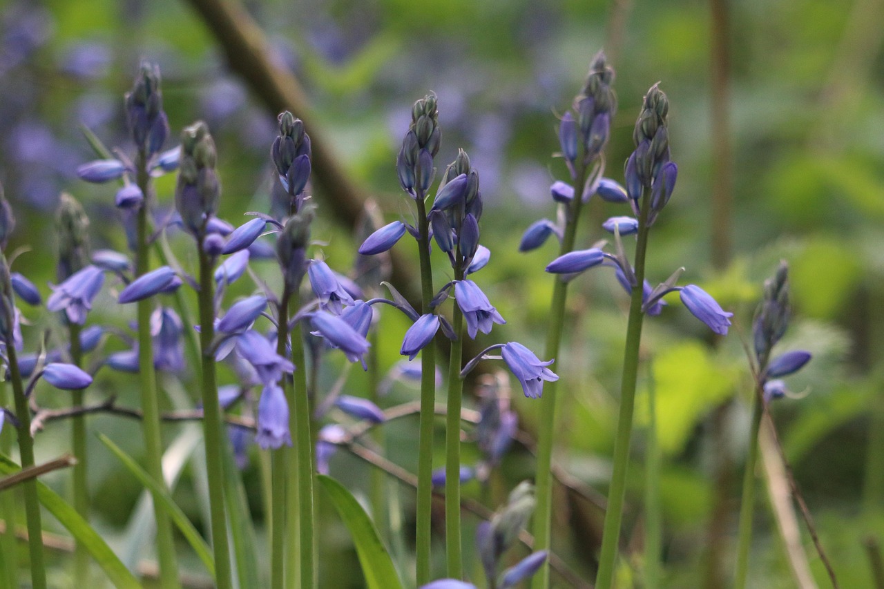 Bellflowers Blue Flowers - Free photo on Pixabay - Pixabay