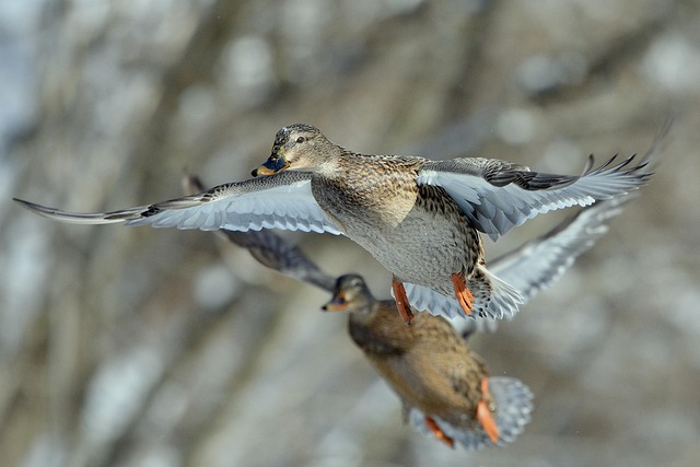 20,000+ Free Flying Ducks & Duck Images - Pixabay