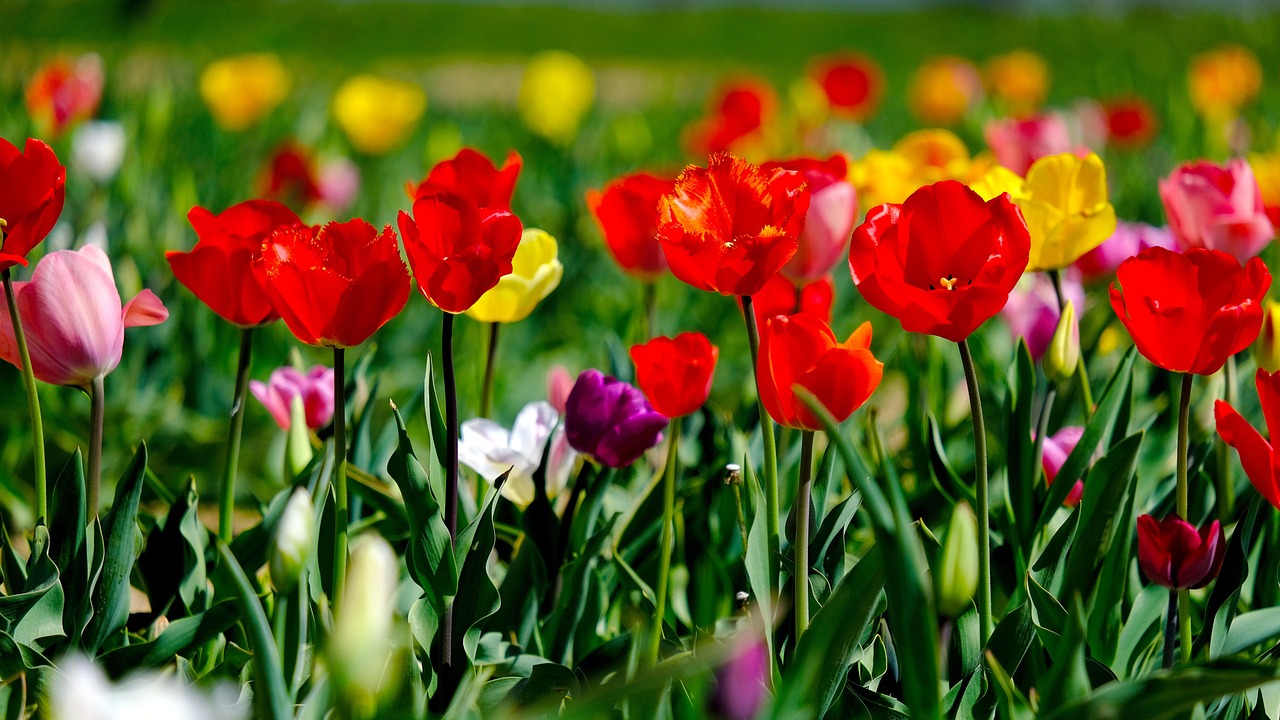 90.000+ kostenlose Fruhling und Frühling-Bilder - Pixabay