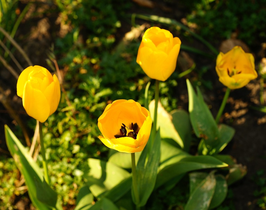 Tulips Yellow Spring - Free photo on Pixabay - Pixabay