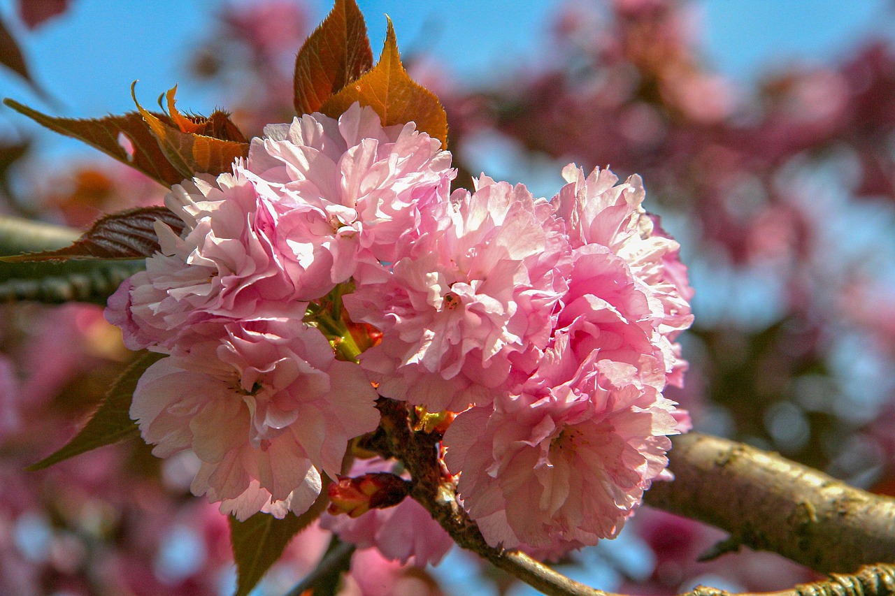 Bunga Pink Alam Mekar - Foto gratis di Pixabay - Pixabay