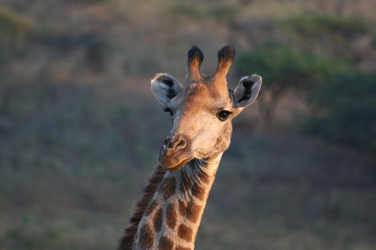 Afrika Szafari Zsiráf - Ingyenes fotó a Pixabay-en - Pixabay