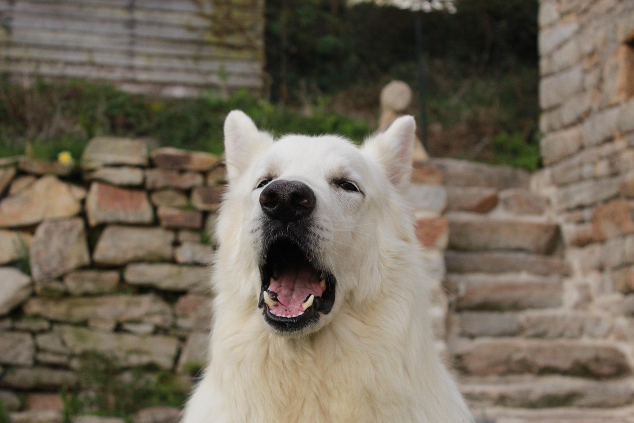 50+ Free 화이트 스위스 셰퍼드 & Dog Images - Pixabay
