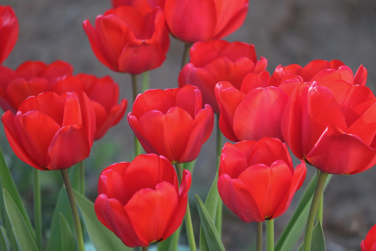 Tulip Satu Warna Merah Bidang - Foto gratis di Pixabay