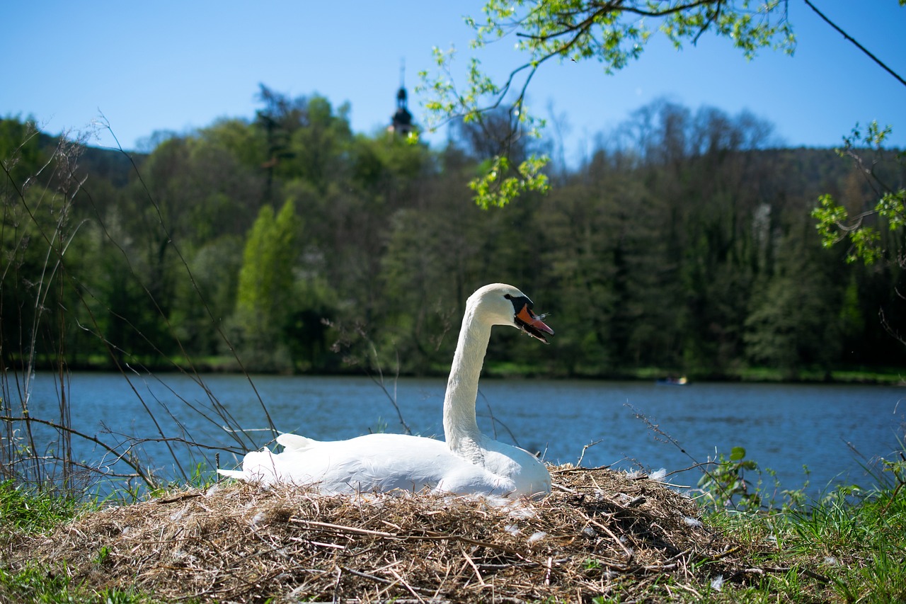 Swan Nest Swan'S Water - Free photo on Pixabay - Pixabay