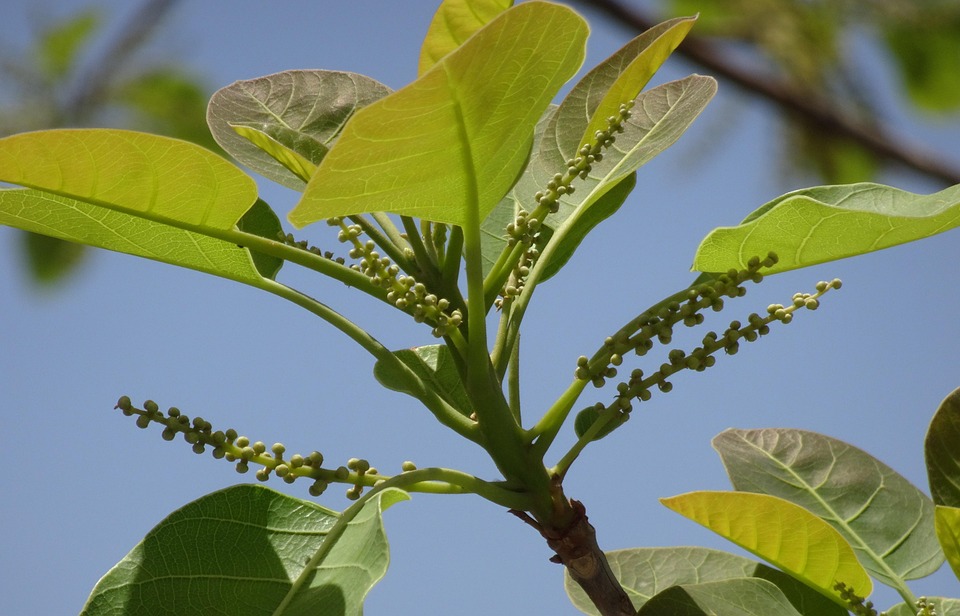 Plant Terminalia Bellirica Bahera - Free photo on Pixabay - Pixabay
