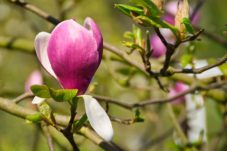 Magnolia Fleur Rose Le - Photo gratuite sur Pixabay - Pixabay