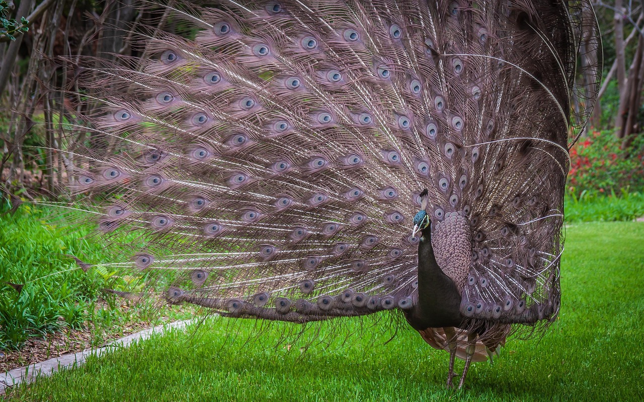 Pavo Real Plumaje Fauna Silvestre - Foto gratis en Pixabay - Pixabay