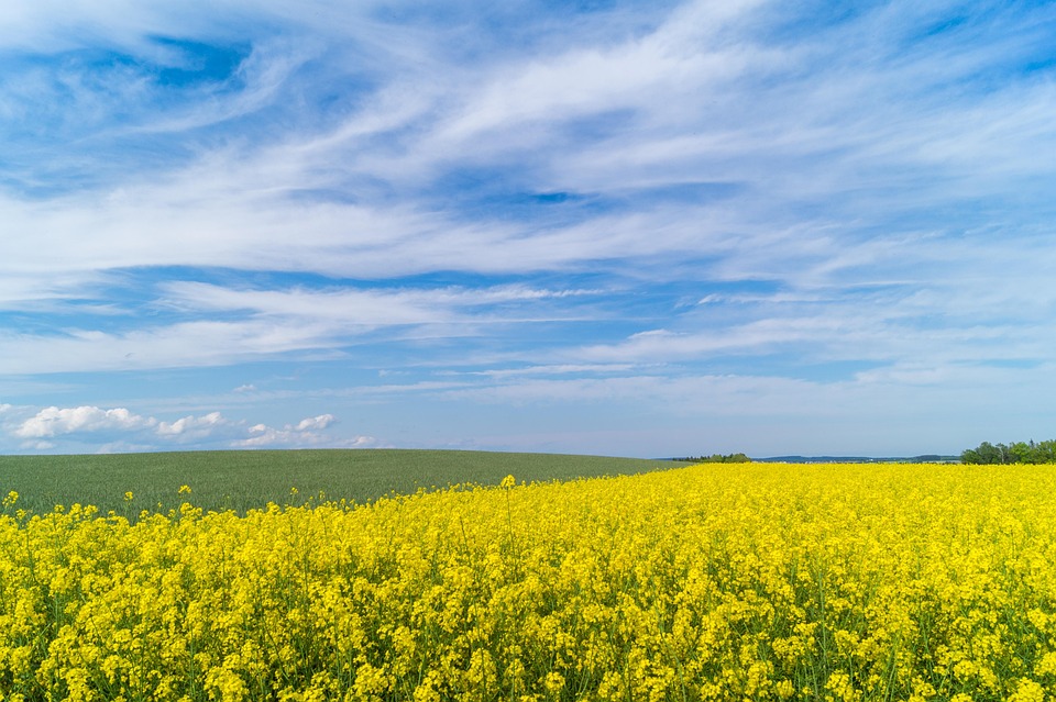 Field Of Rapeseeds Landscape - Free photo on Pixabay - Pixabay