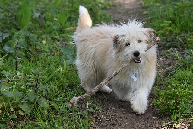 Perro Joven De La Cruz - Foto gratis en Pixabay - Pixabay