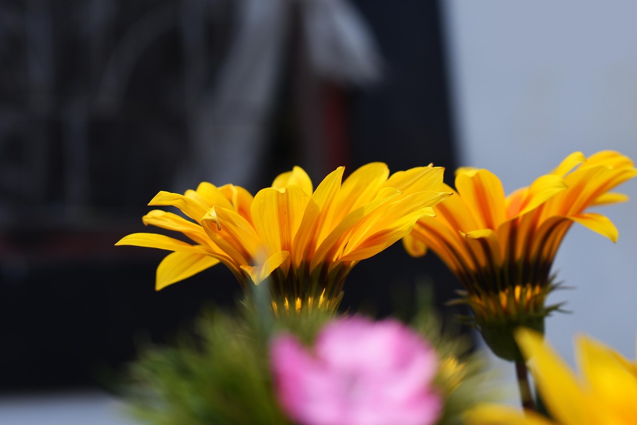 Flower Contrast Sunflower - Free photo on Pixabay