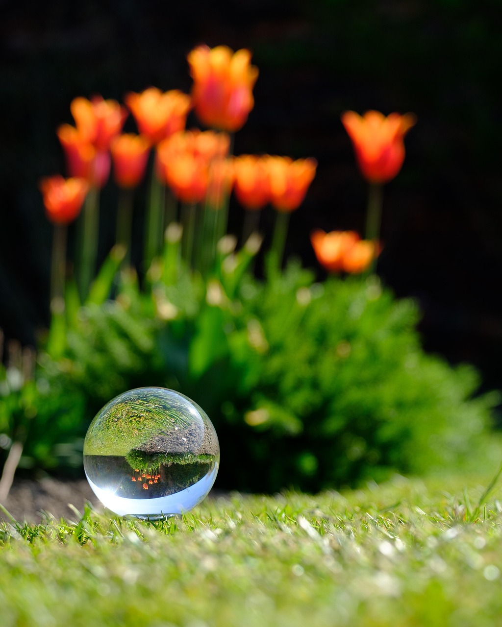 Crystal Ball Photography Flower - Free photo on Pixabay