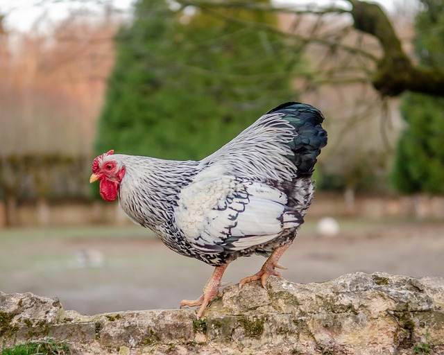 Poule Plume Rouge - Photo gratuite sur Pixabay - Pixabay