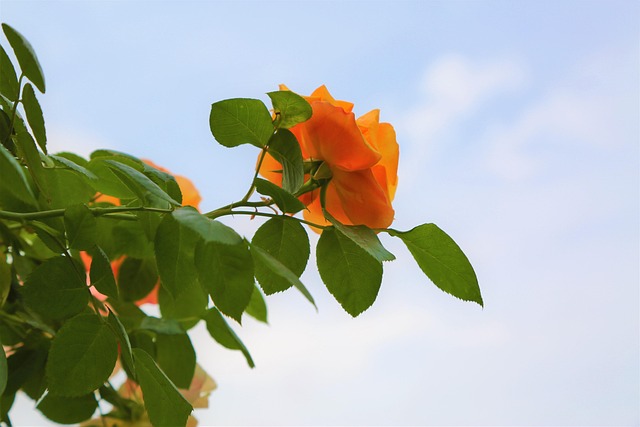 Rose Natureza Amor - Foto gratuita no Pixabay - Pixabay