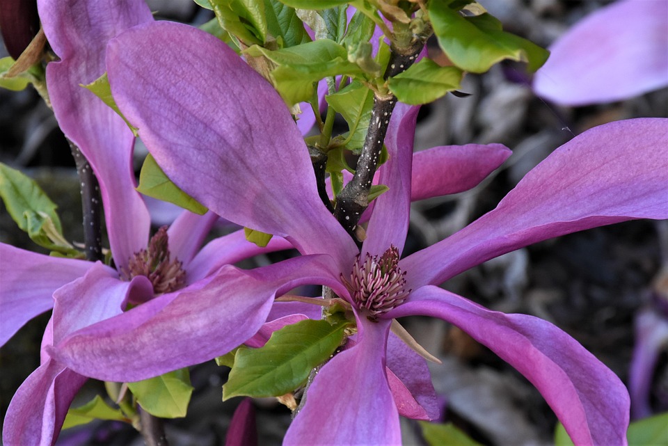 Magnolia Flor Marchitar Árbol De - Foto gratis en Pixabay - Pixabay