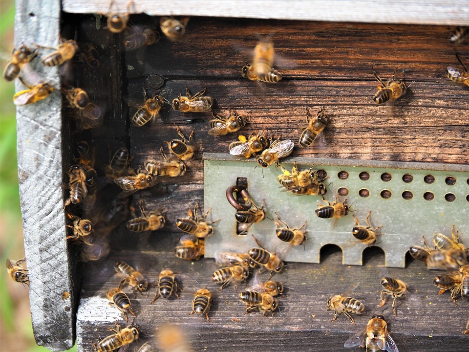 Bees Hive Pollen - Free photo on Pixabay - Pixabay