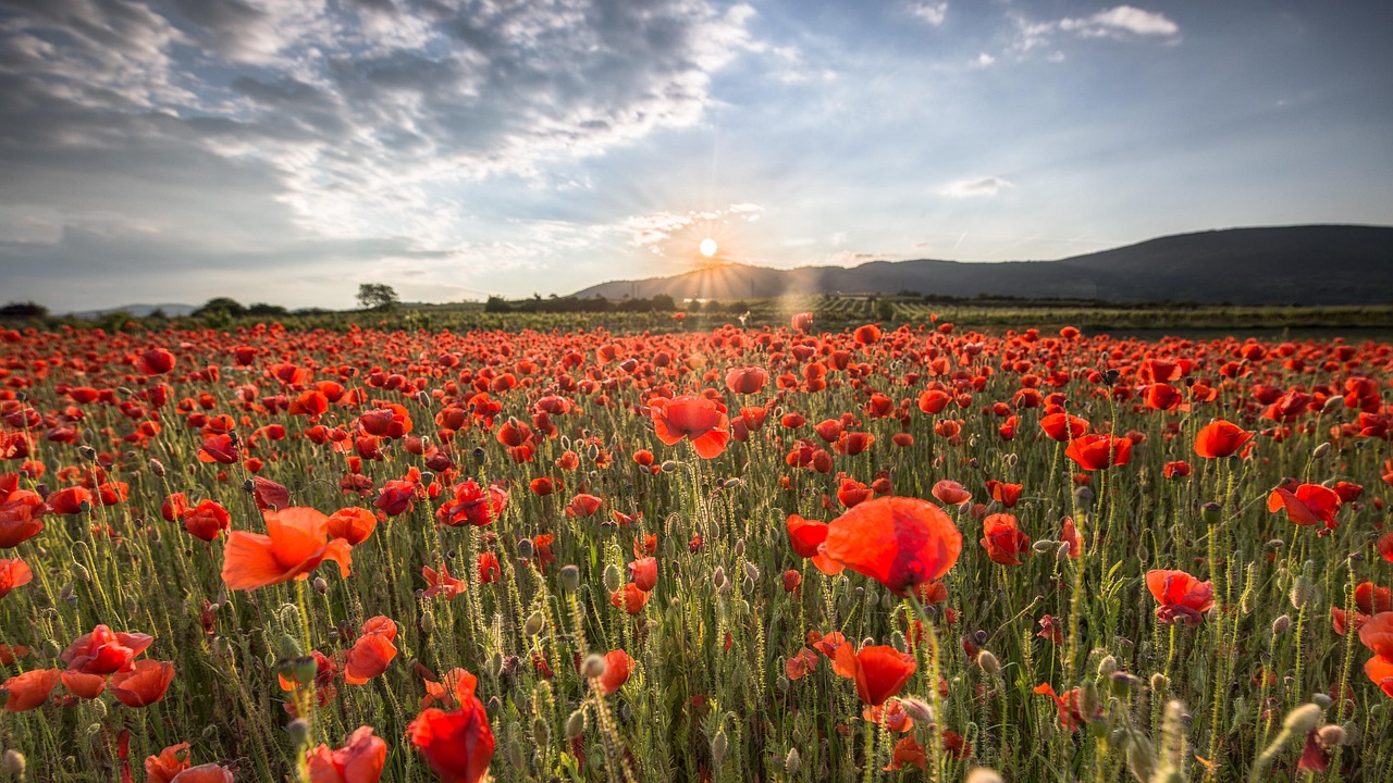 Campo De Amapolas Atardecer - Foto gratis en Pixabay - Pixabay