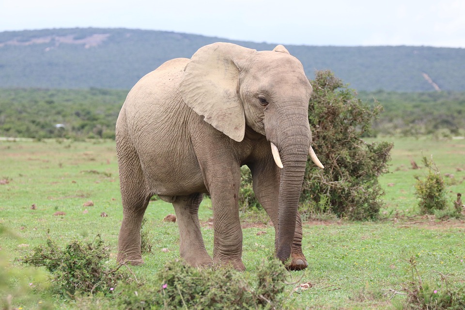 L'Éléphant Ivoire Animal - Photo gratuite sur Pixabay - Pixabay