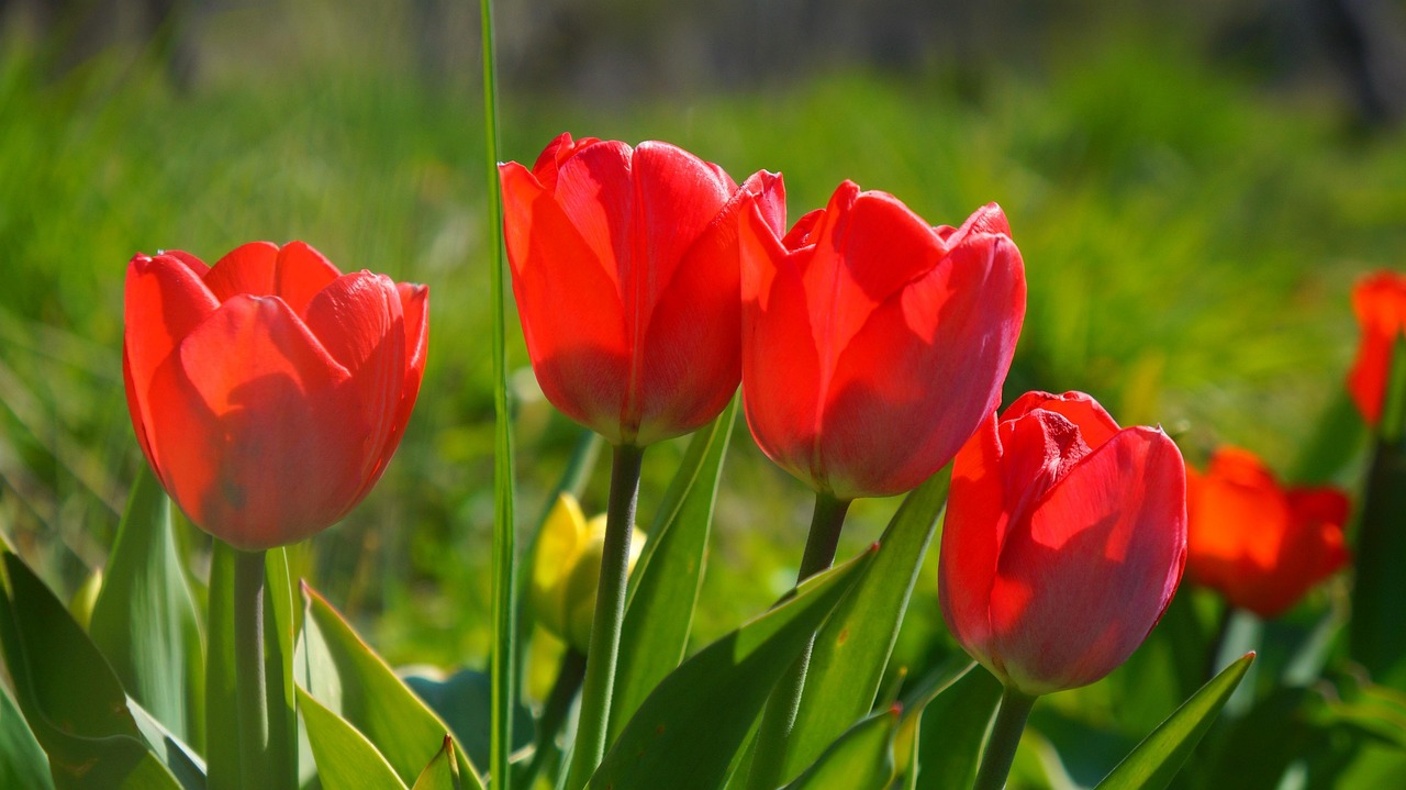 Nature Plants Flowers - Free photo on Pixabay - Pixabay