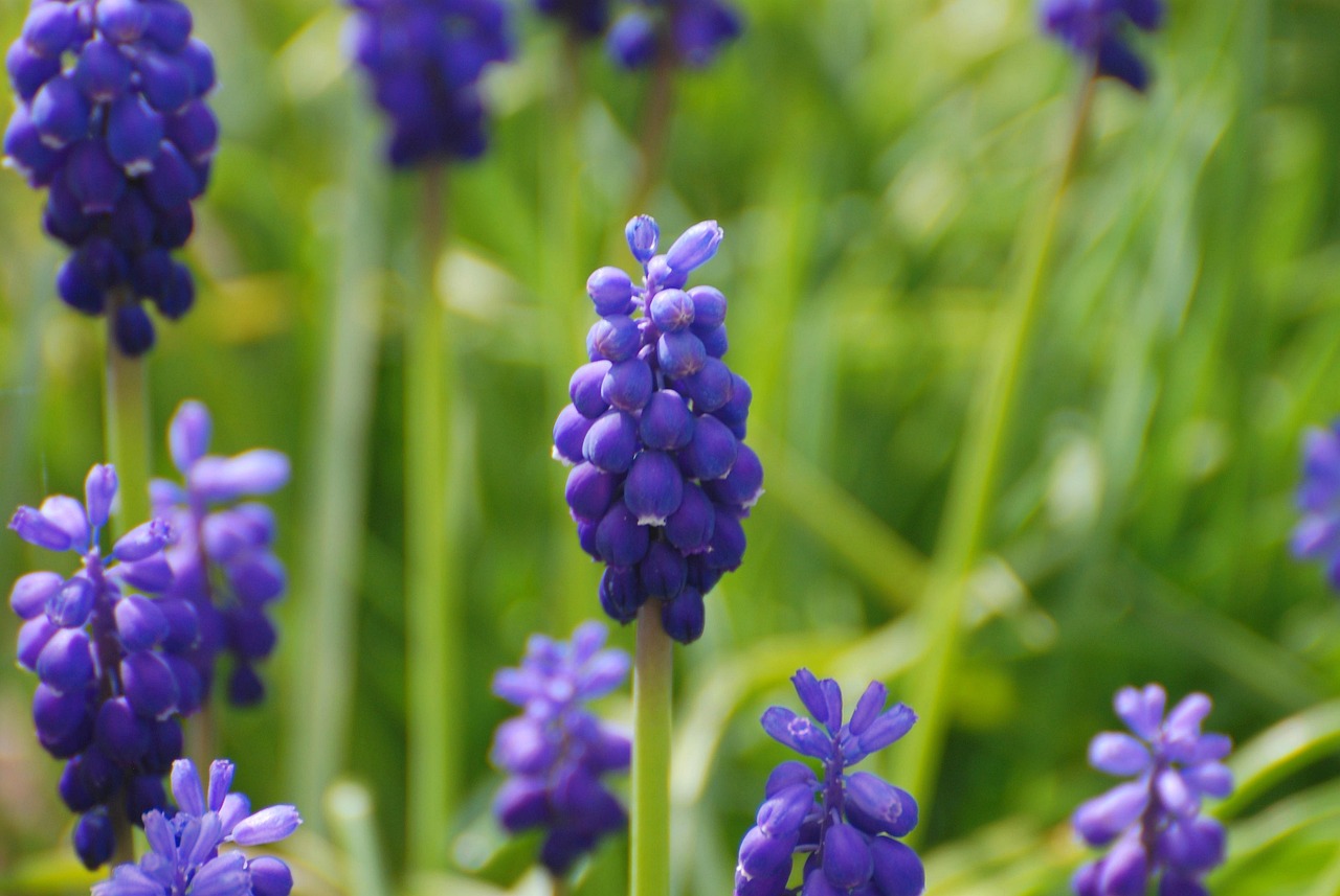30+ Free Hyacinth Bouquet & Bouquet Images - Pixabay
