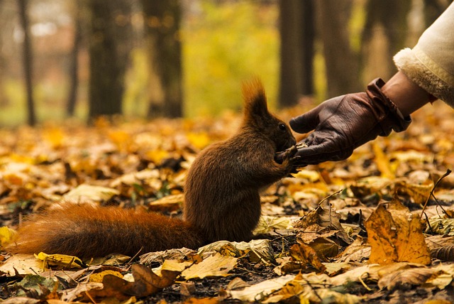 Animal Forrest Nature Les - Photo gratuite sur Pixabay - Pixabay