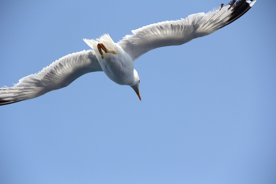 Voler Ciel En Volant - Photo gratuite sur Pixabay - Pixabay