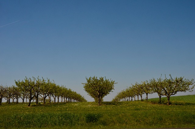 Arbres Fruitiers Verger Le - Photo gratuite sur Pixabay - Pixabay